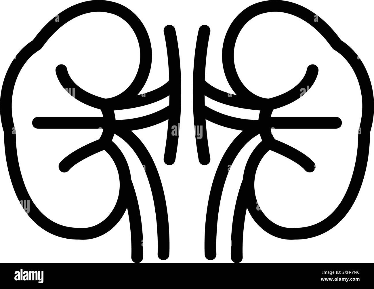 Icon for kidney,renal Stock Vector Image & Art - Alamy