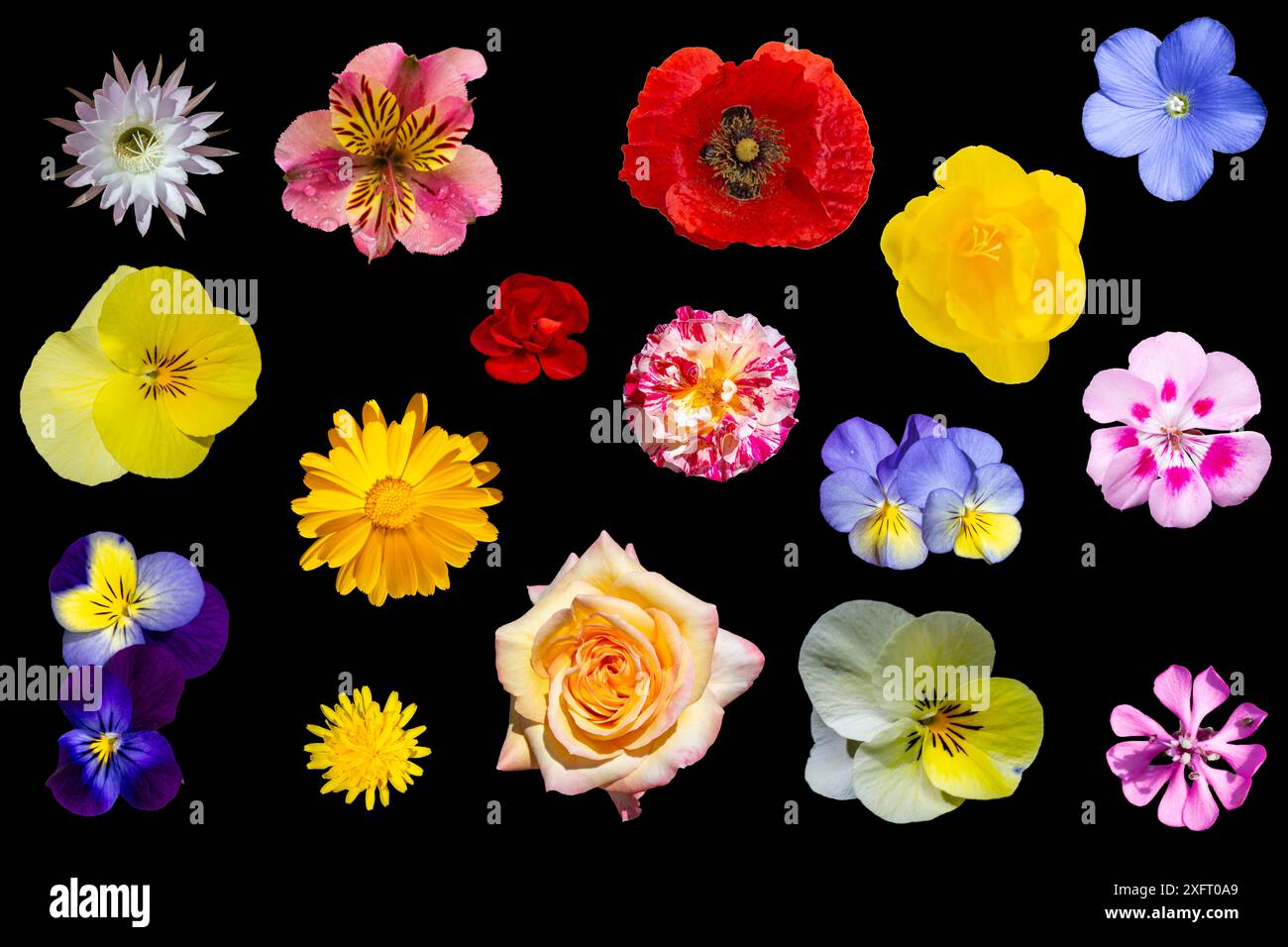 Fondo de rosas rojas hi-res stock photography and images - Alamy