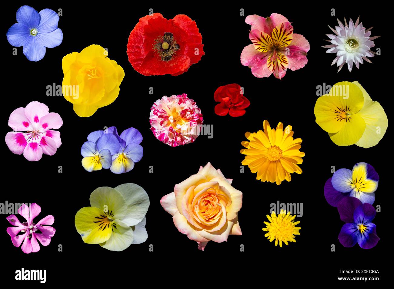 Campo de flores color de rosa hi-res stock photography and images - Alamy