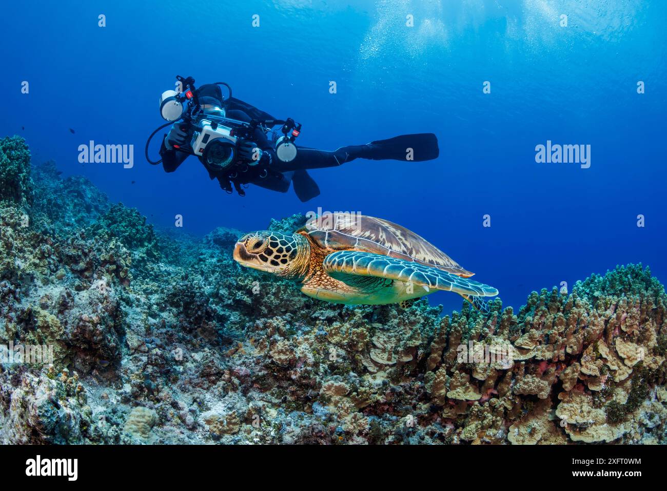 A diver (MR) with camera and a green sea turtle, Chelonia mydas, Guam ...