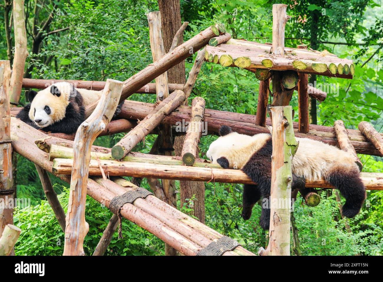 Two funny young giant pandas resting in green woods. Amazing wild ...