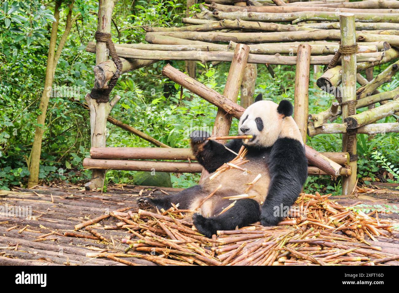 Cute giant panda eating bamboo. Panda bear sitting in pile of bamboo ...