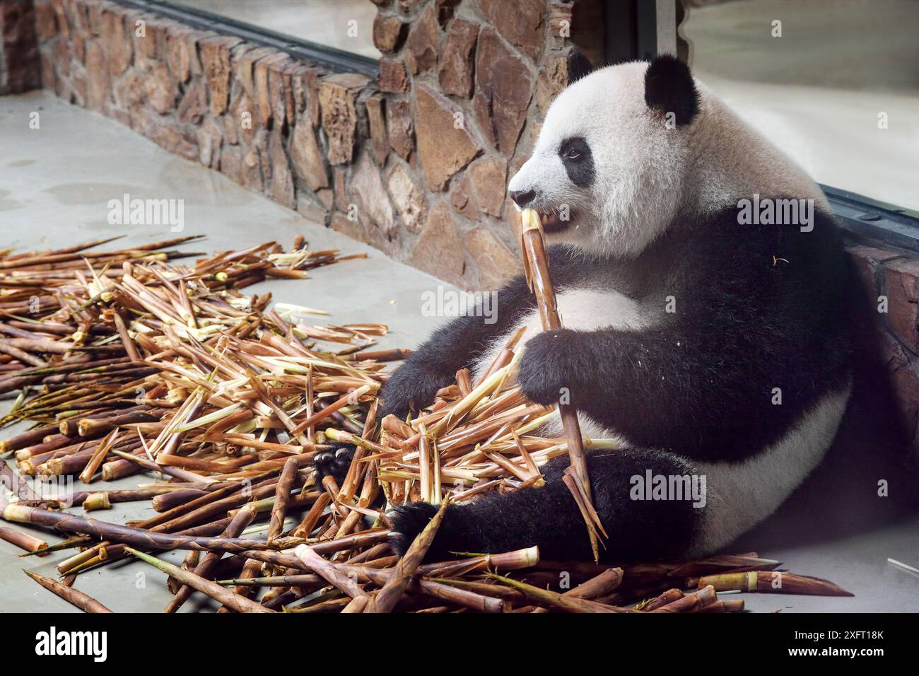 Cute giant panda eating bamboo. Panda bear sitting in pile of bamboo ...