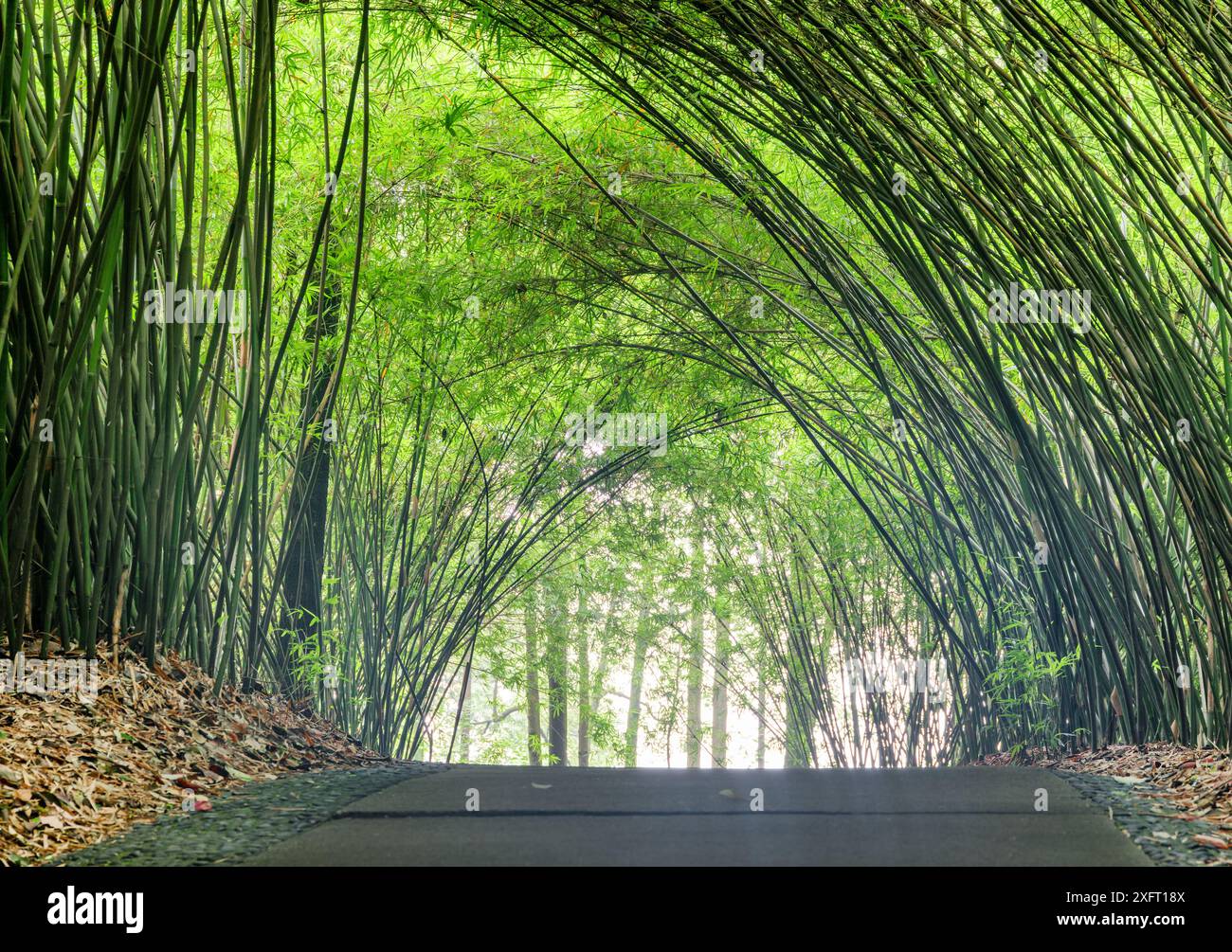 Amazing shady path through bamboo woods. Scenic stone walkway among ...
