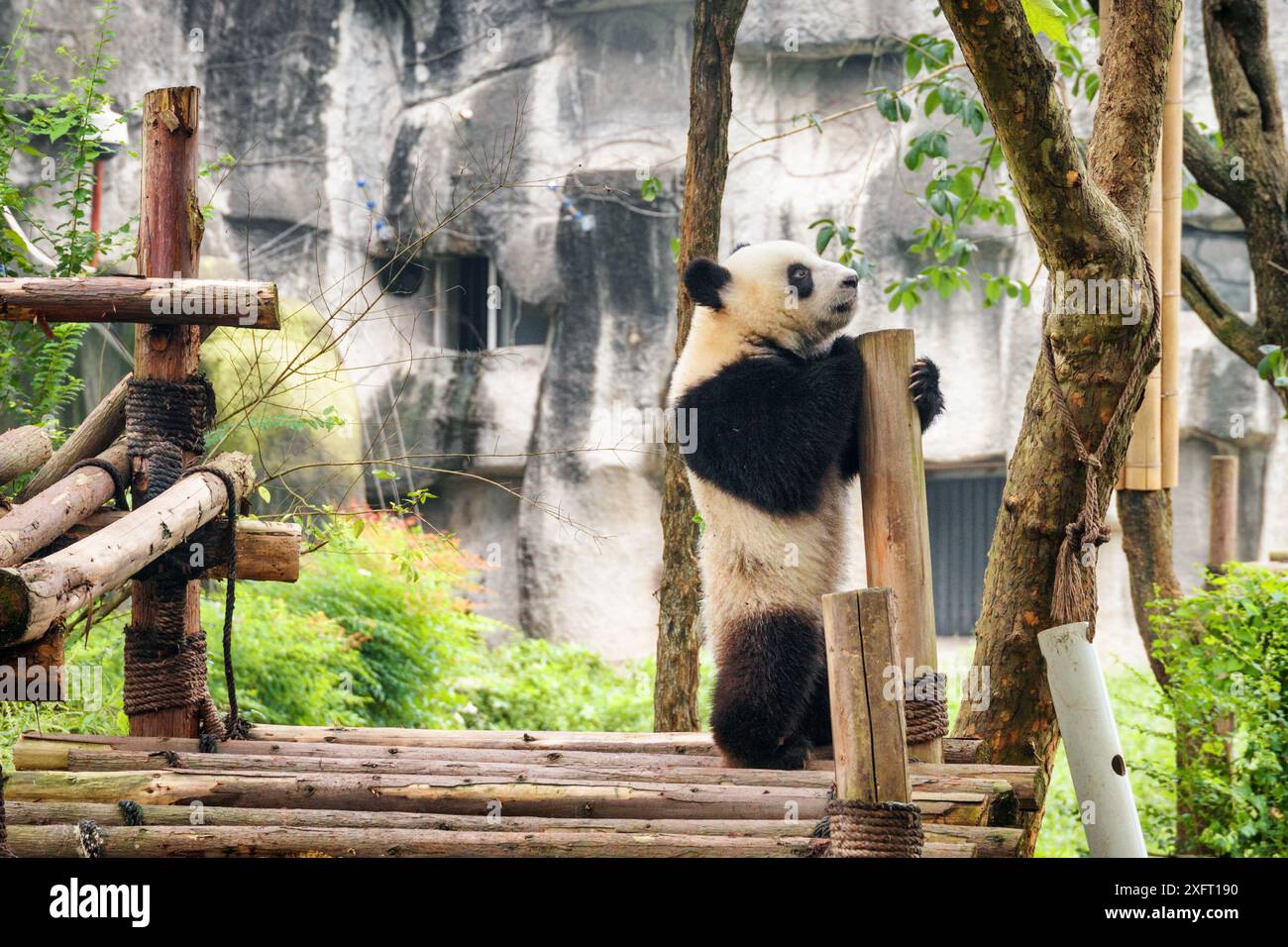 Cute young giant panda standing on hind legs and holding on to wooden ...