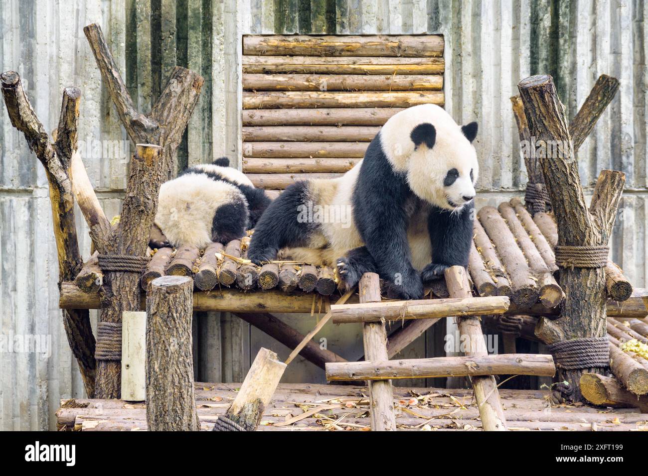 Two giant pandas resting after breakfast. Cute sitting panda bear ...