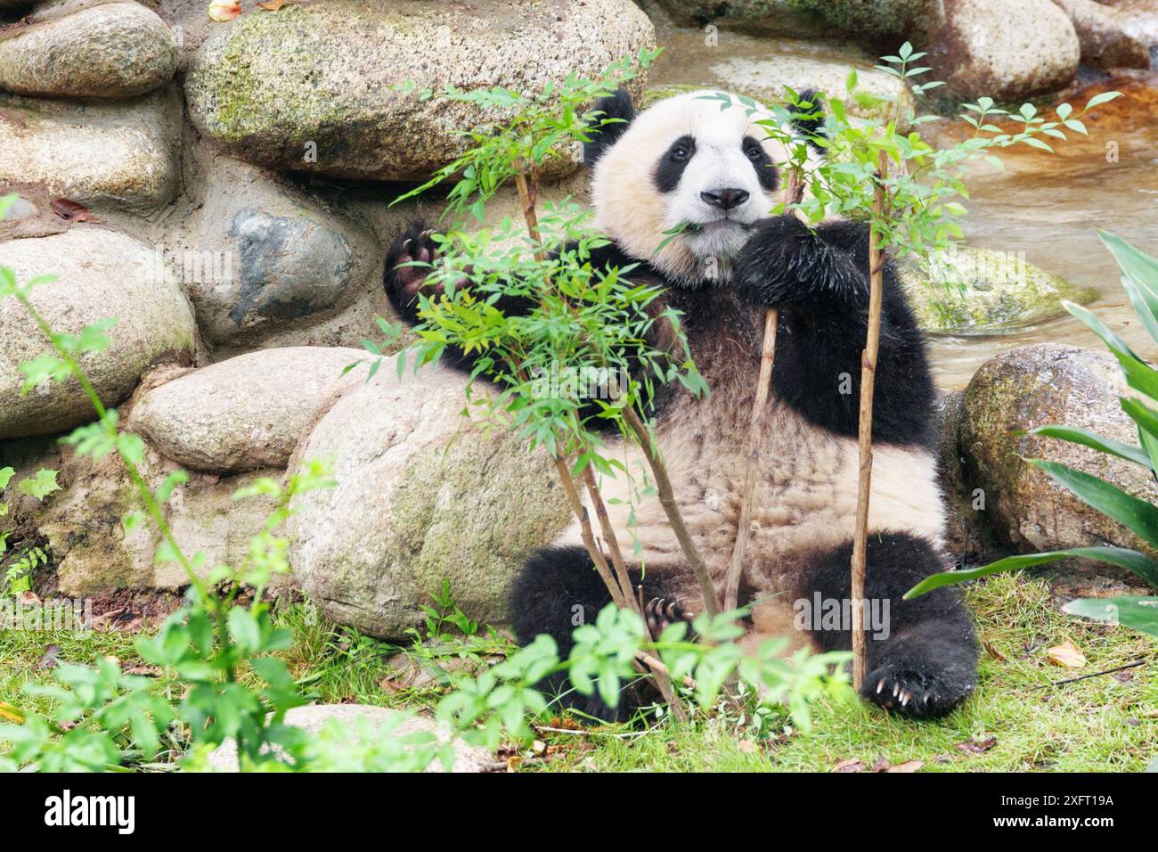 Cute young giant panda looking at the camera through green foliage ...