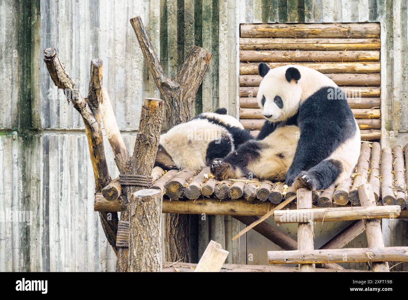 Two giant pandas resting after breakfast. Sad wistful sitting panda ...