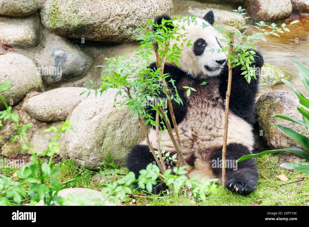 Cute young giant panda sitting among green foliage. Funny panda bear ...