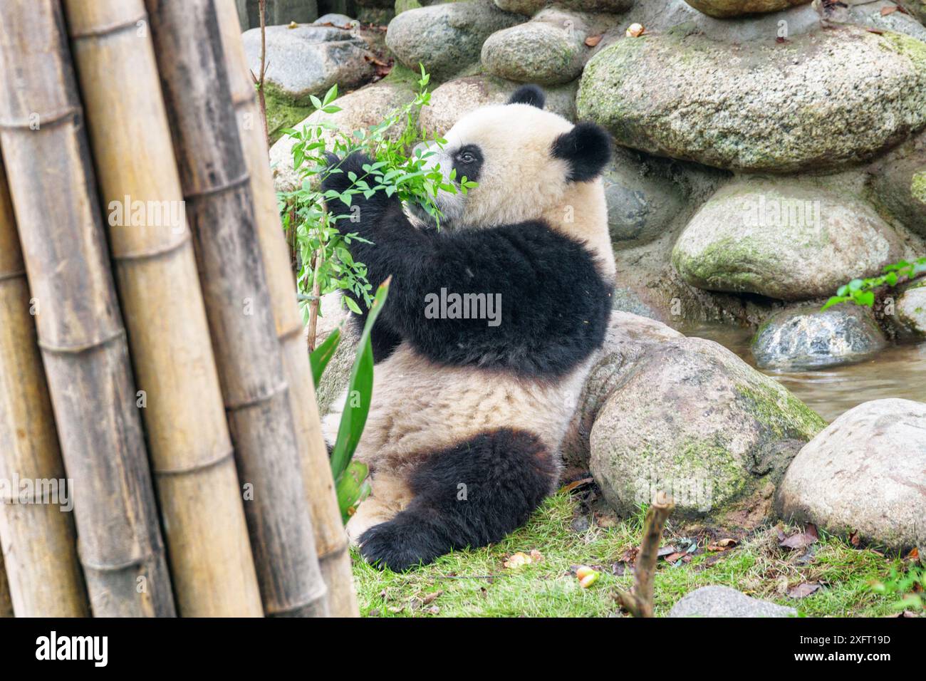 Cute young giant panda playing with green bush. Funny panda bear ...