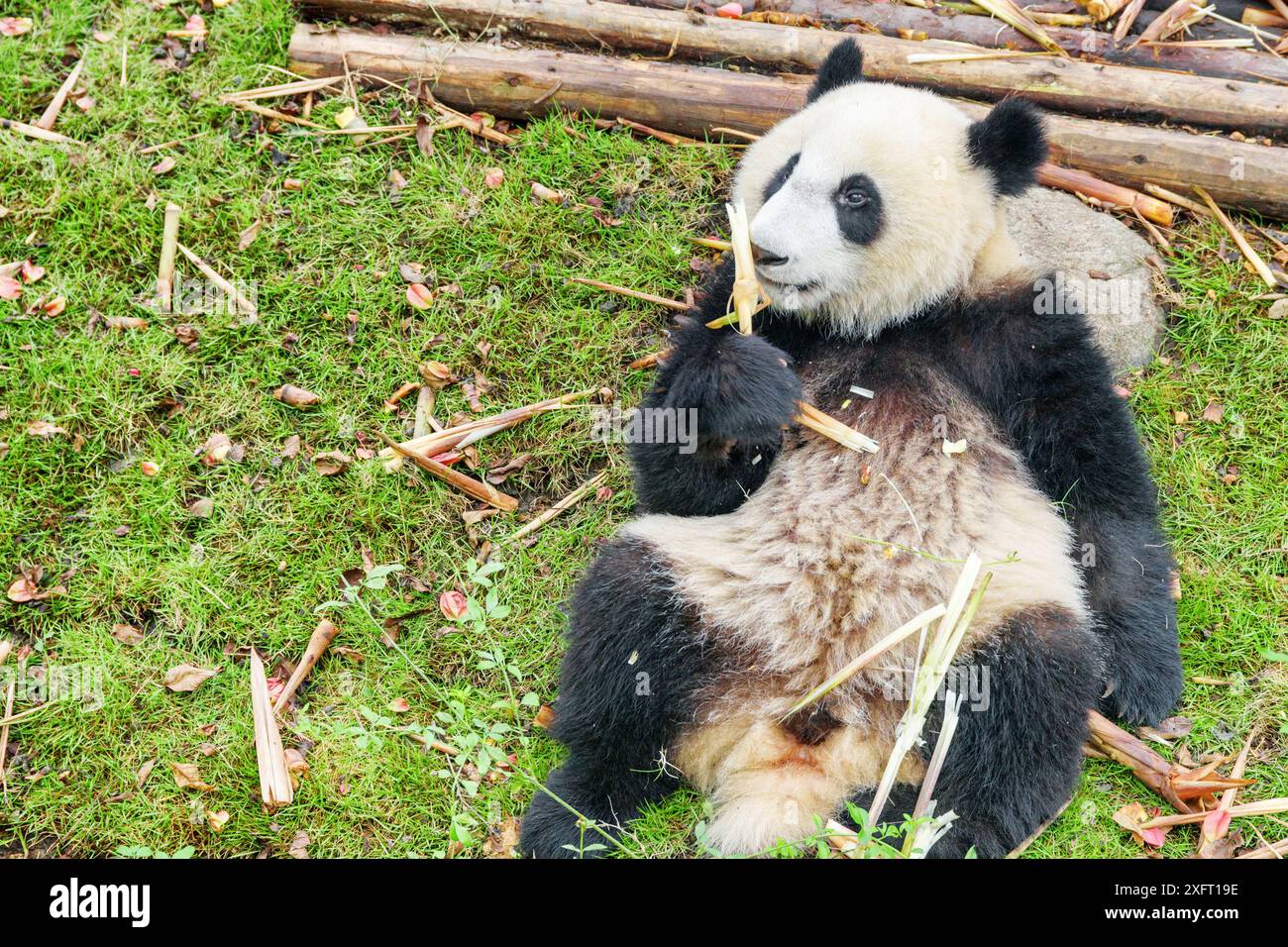Cute giant panda resting on green grass after breakfast and holding ...