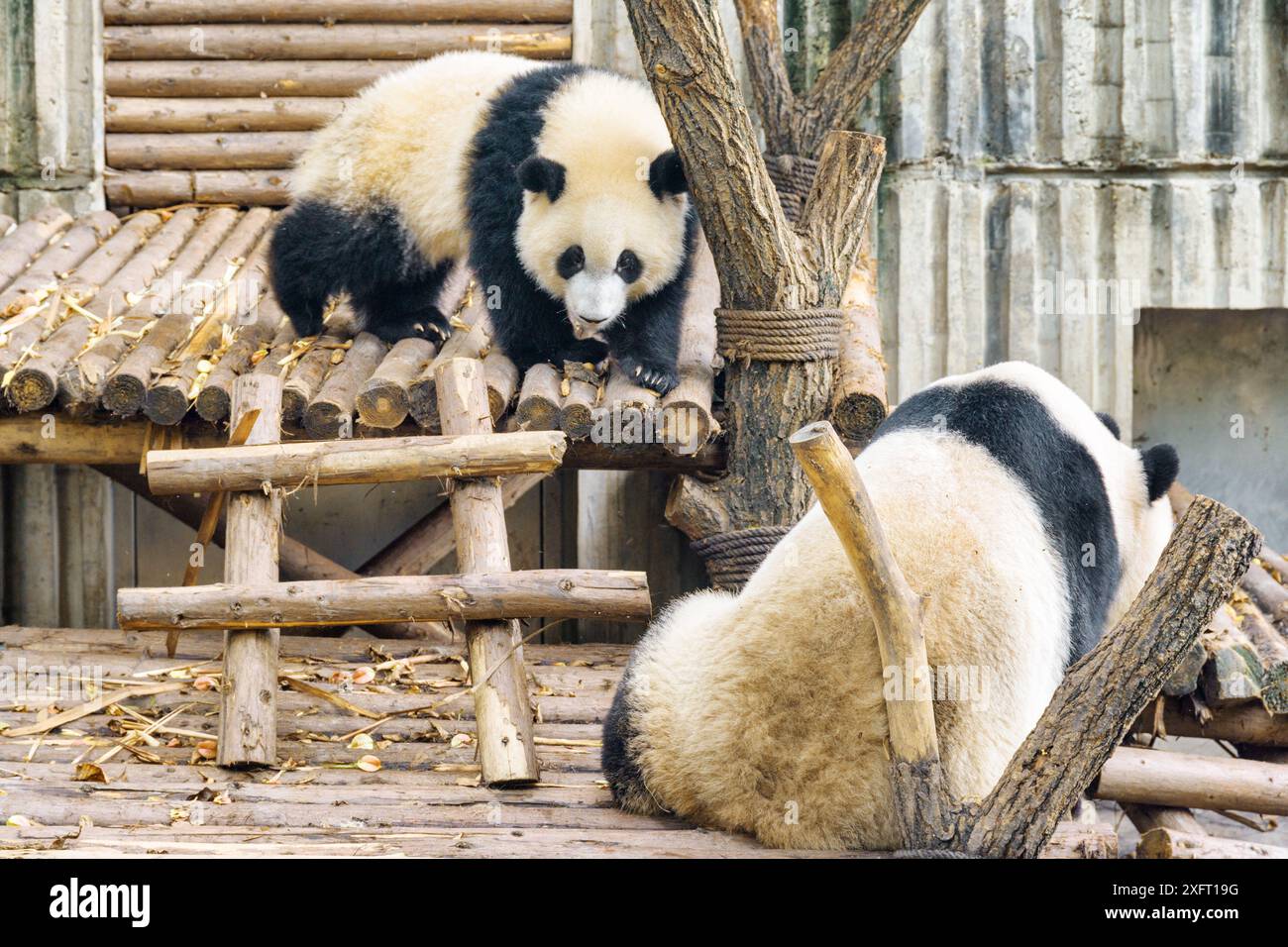 Two cute young giant pandas. Amazing panda bears. Wild animals Stock ...