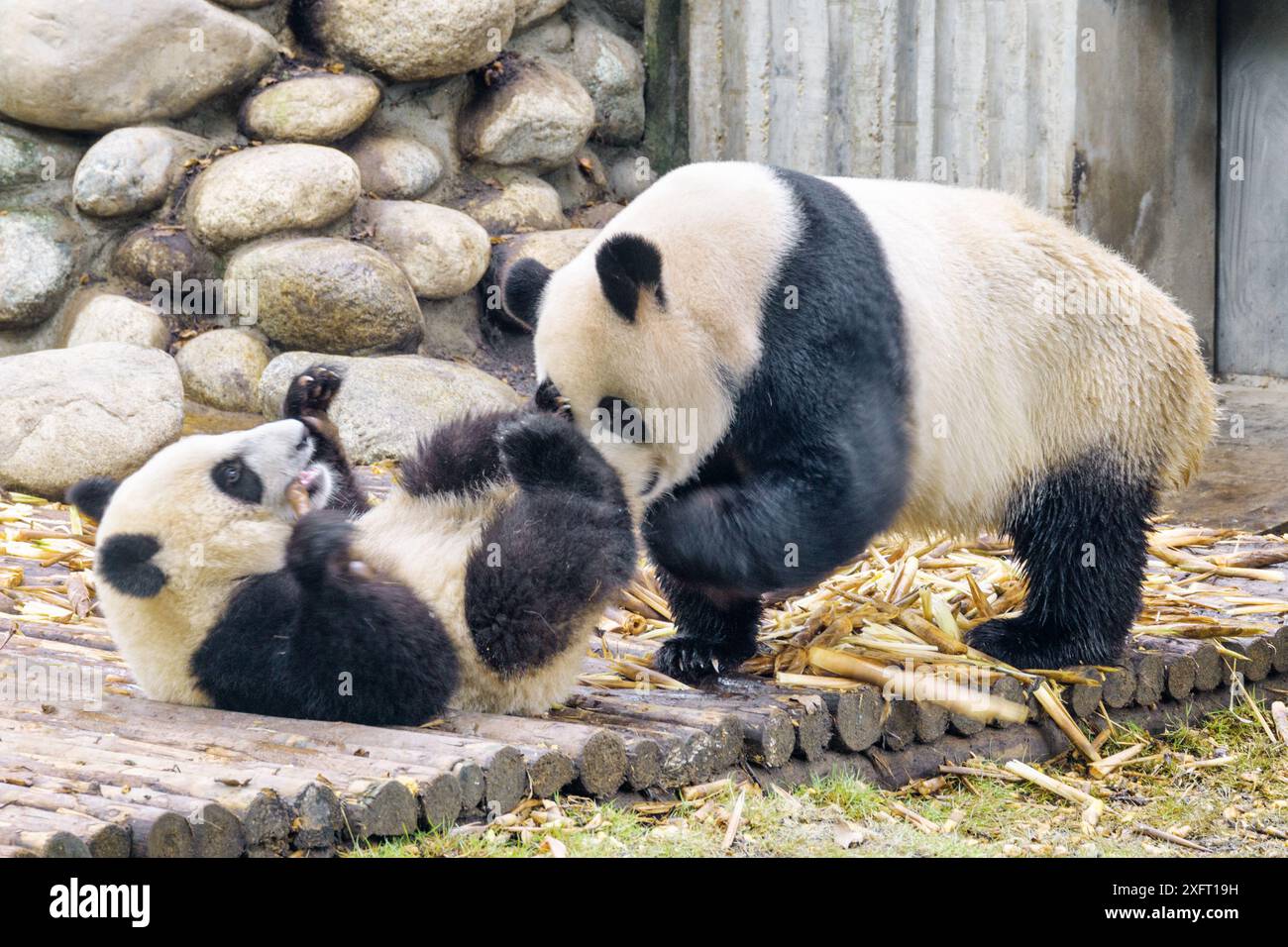 Cute giant panda and cub having fun. Funny panda bears playing together. Amazing wild animals ...