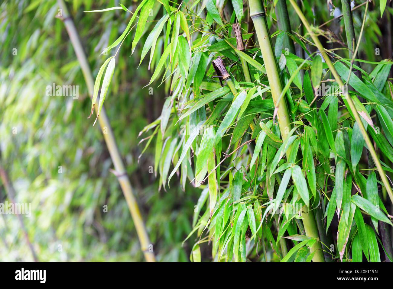 Beautiful bamboo trees in forest. Wonderful green leaves of bamboo ...