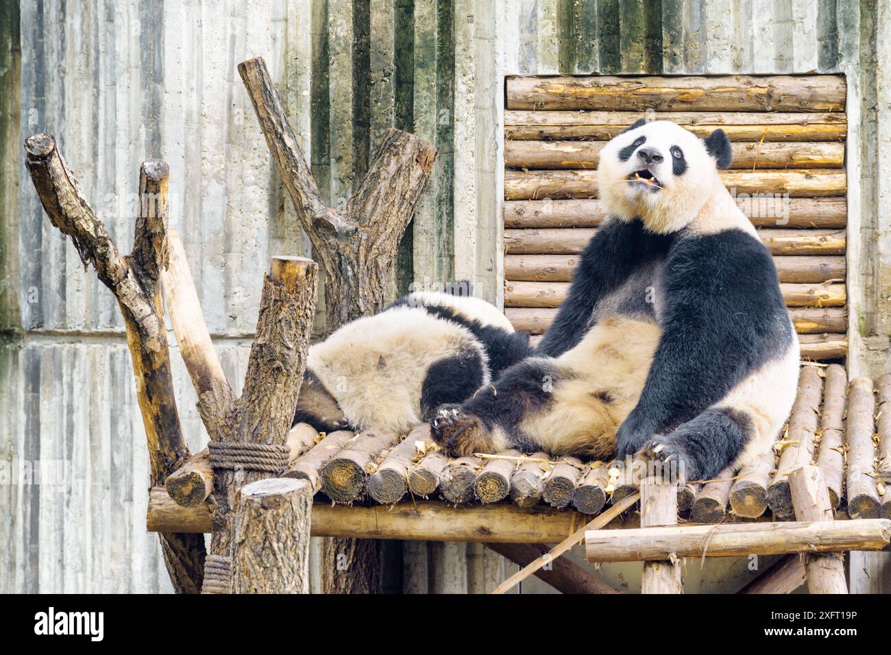 Two giant pandas resting after breakfast. Cute funny sitting panda bear ...