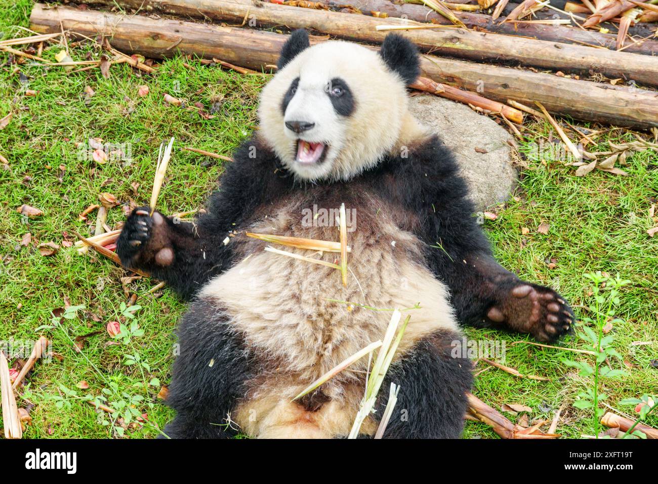 Cute happy giant panda holding bamboo and looking at the camera. Funny ...