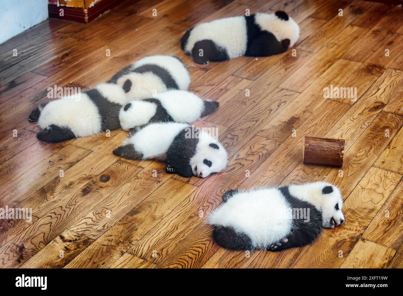 Six giant panda cubs sleeping on wooden floor. Cute babies of panda ...