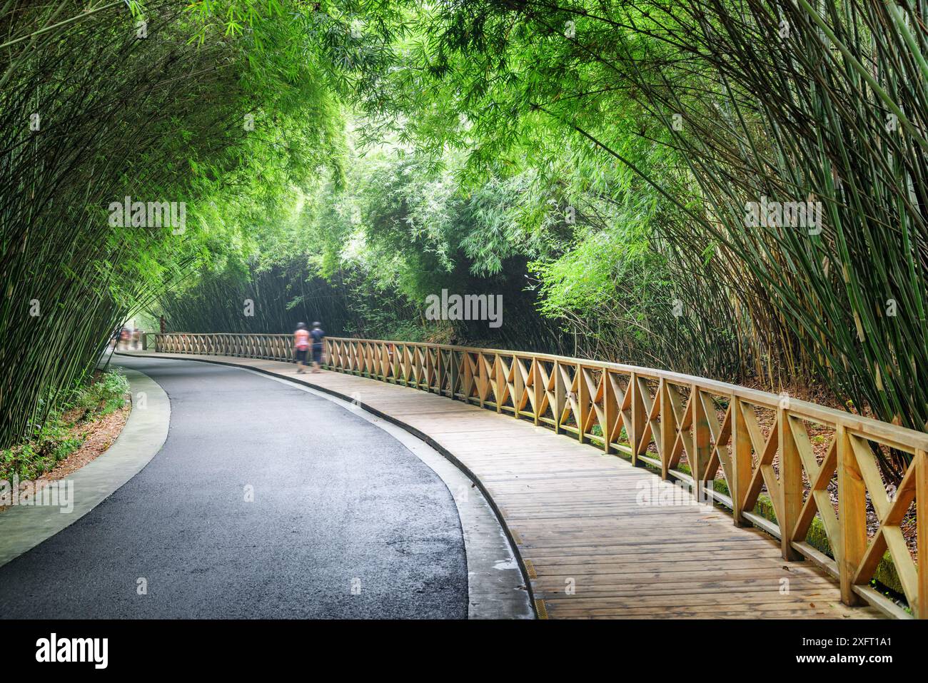 Scenic winding road and wooden walkway among green bamboo woods ...