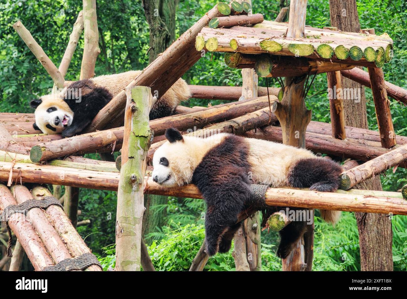 Two cute happy young giant pandas having fun and resting in green woods ...