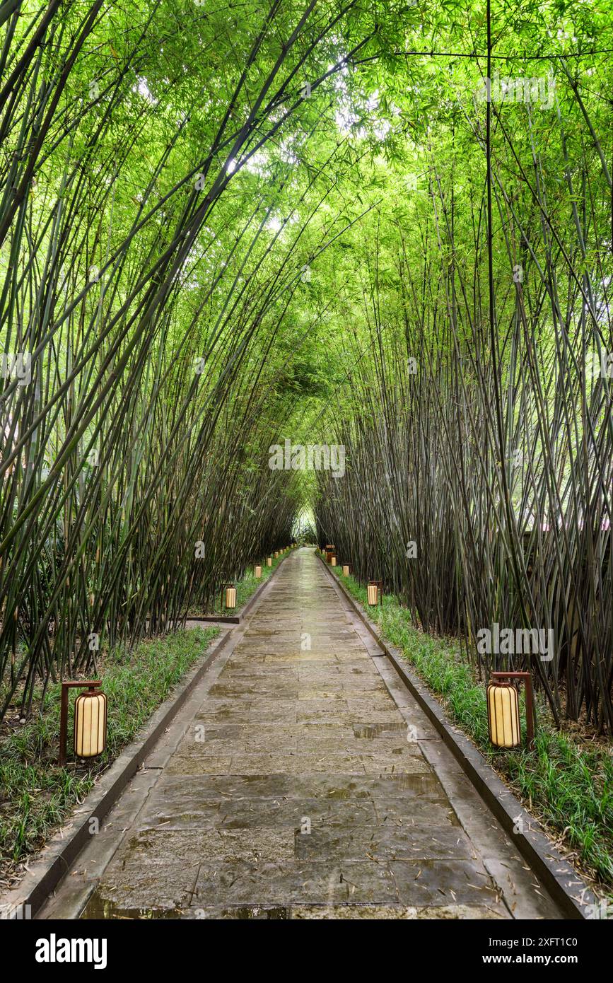 Scenic shady walkway through green bamboo woods after rain. Amazing ...