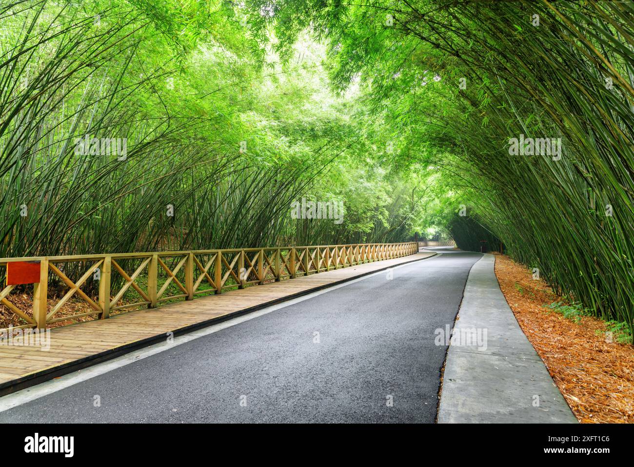 Amazing winding road among green bamboo woods. Scenic road through ...