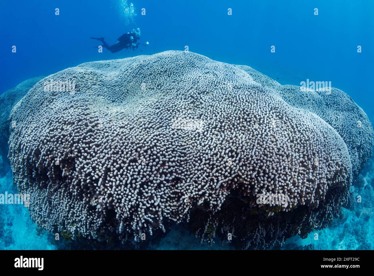 Colony of hard coral hi-res stock photography and images - Alamy