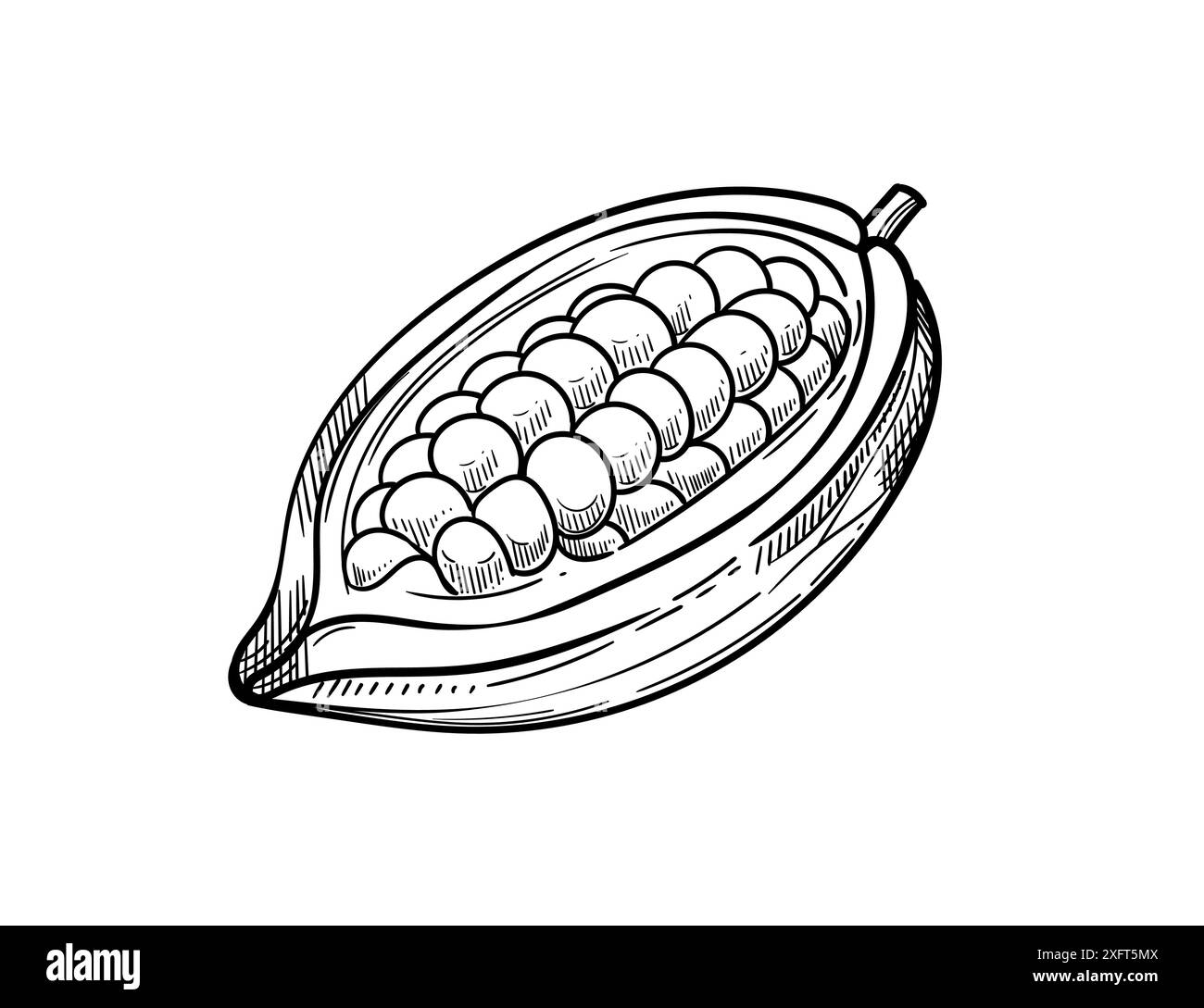 Cocoa bean seed hand drawn sketch. Cooking ingredient for chocolate ...