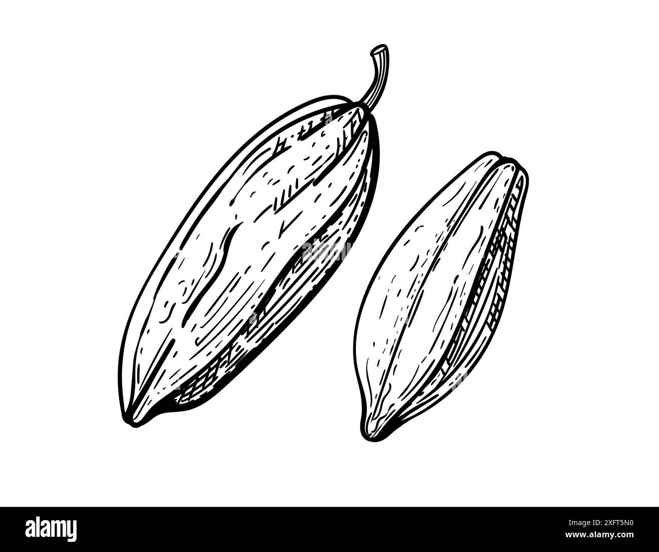 Cocoa bean seed hand drawn sketch. Cooking ingredient for chocolate ...