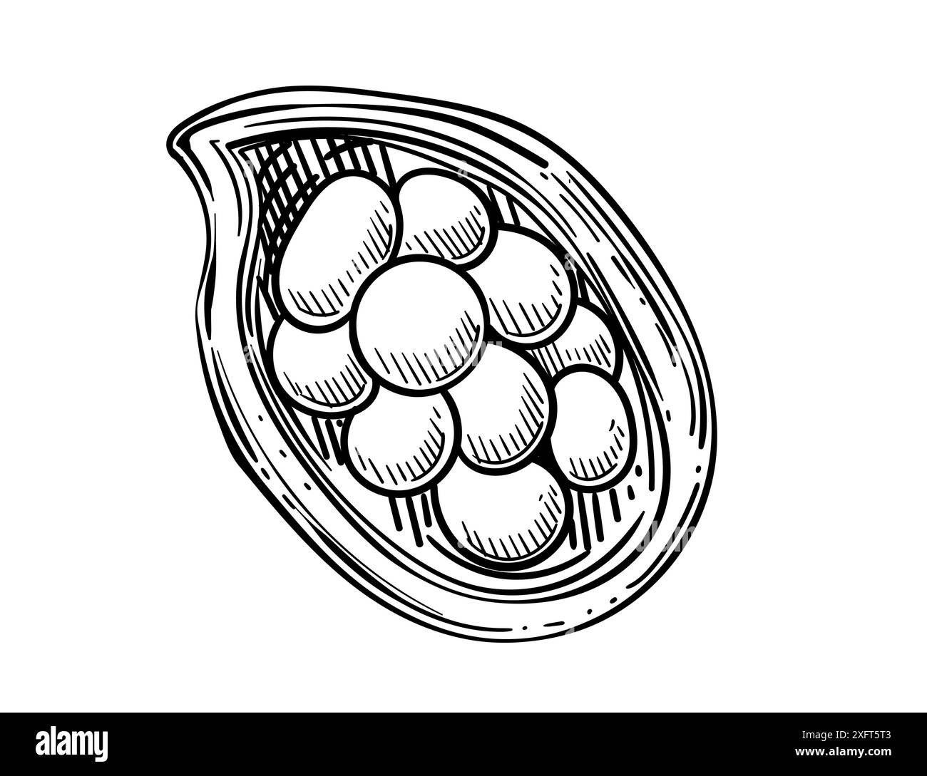 Cocoa bean seed hand drawn sketch. Cooking ingredient for chocolate ...