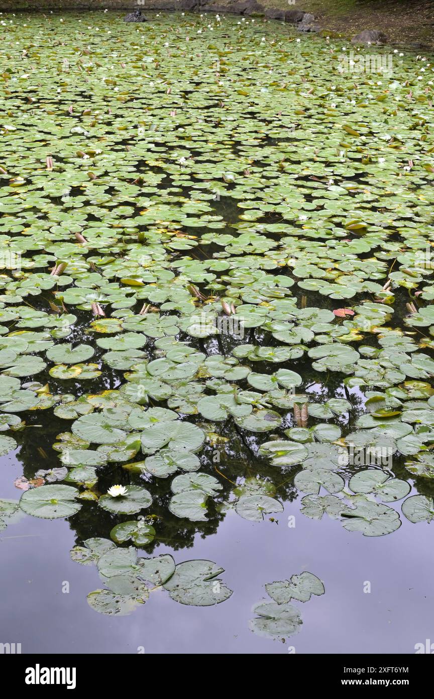 Tokyo street sight view and atmosphere. April 30th 2024 FAMA © Fausto ...