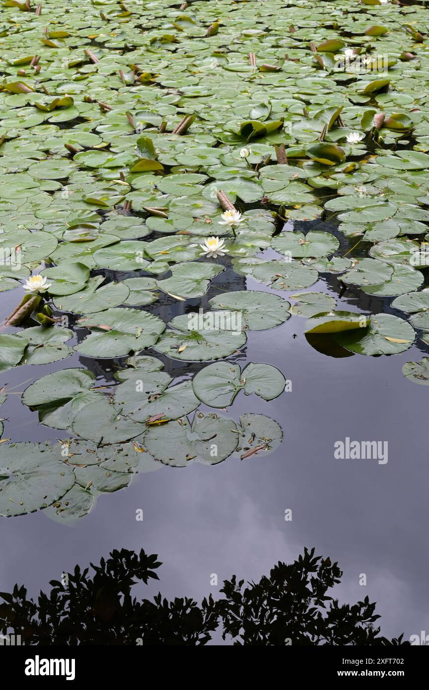 Tokyo street sight view and atmosphere. April 30th 2024 FAMA © Fausto ...