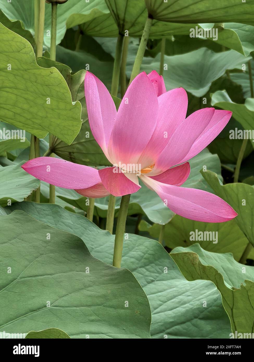 Lotus flowers are in full bloom at Yuyuantan Park in Beijing, China, 2 ...