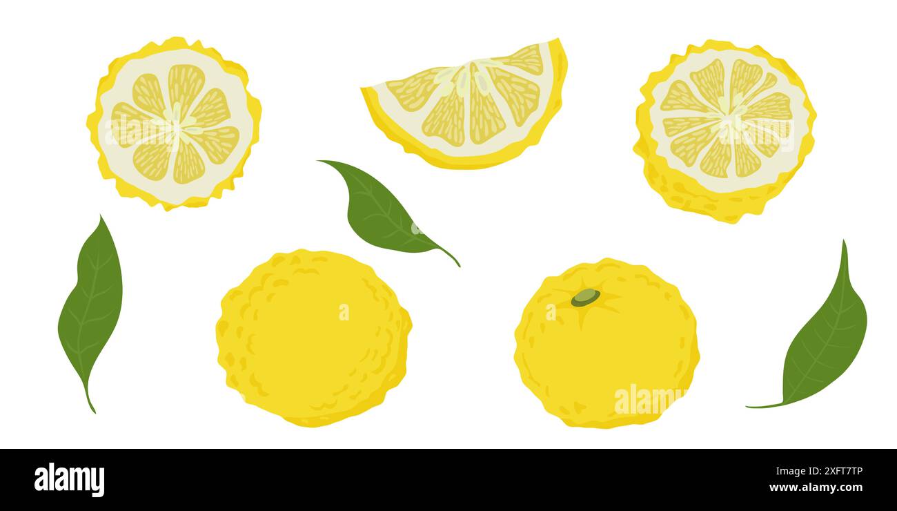 Hand drawn yuzu fruit. Set of Yuzu fruits isolated on a white ...
