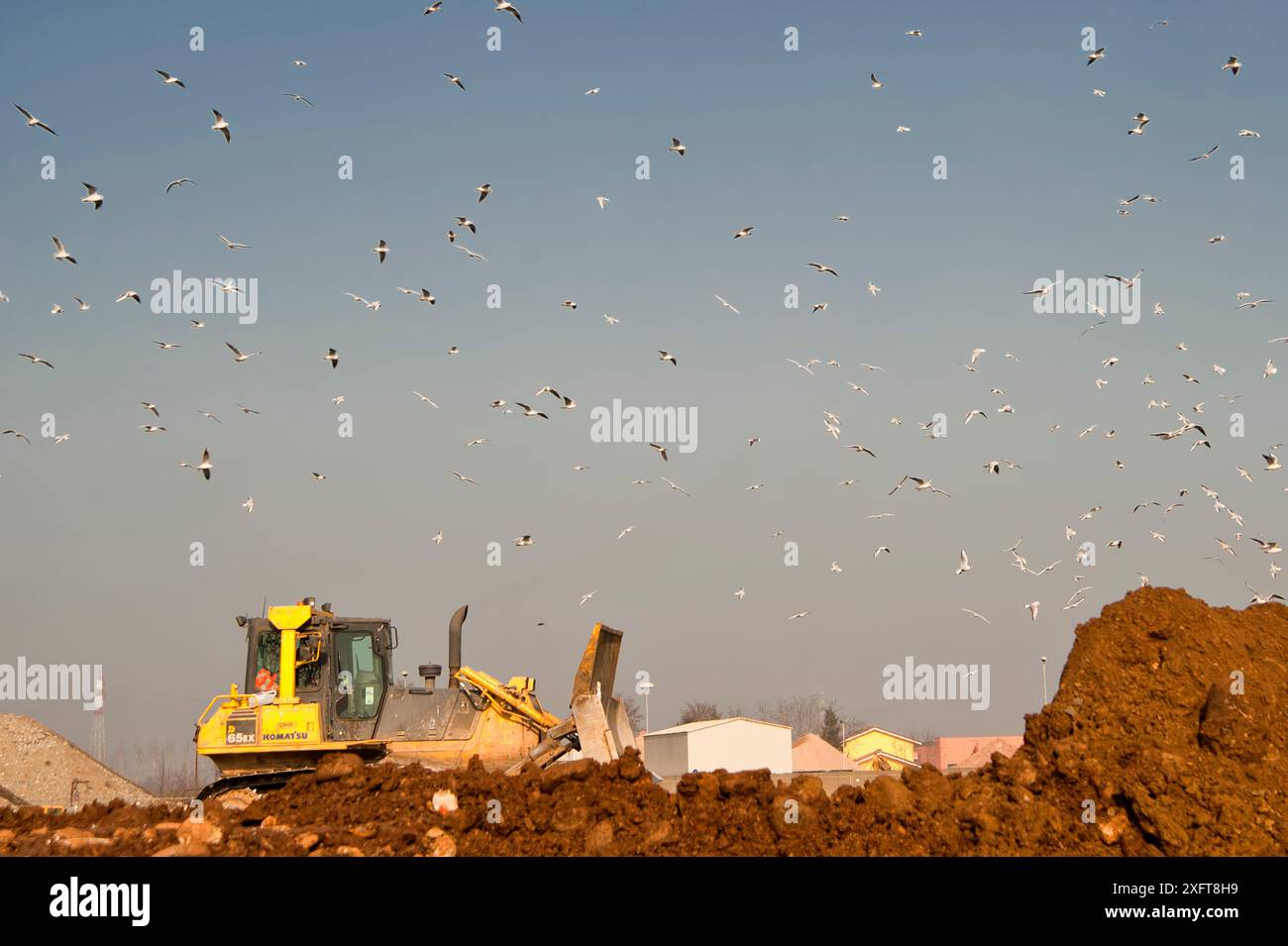 Flock of seagulls in municipal waste dump, while earthmoving machines ...
