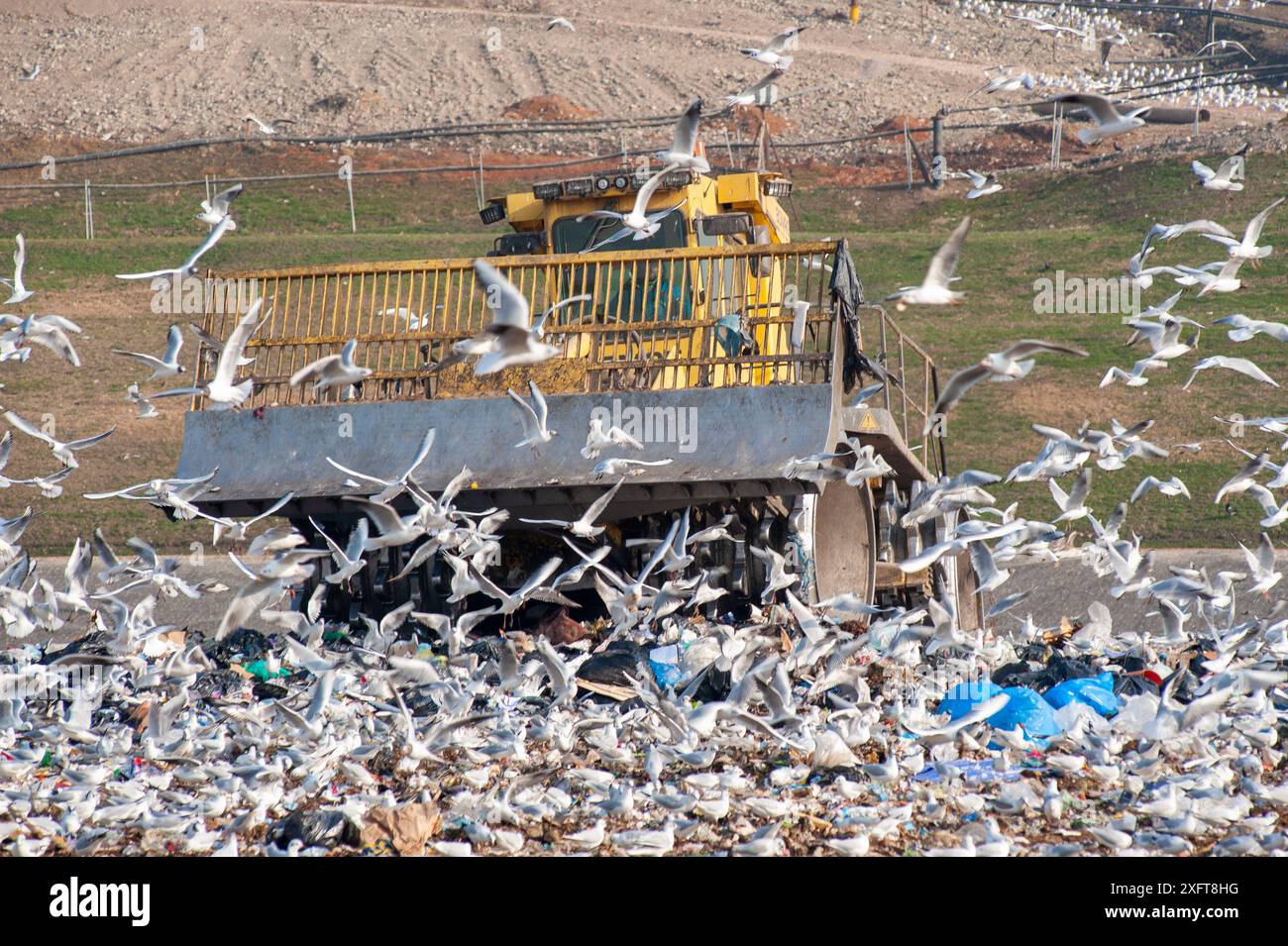 Flock of seagulls in municipal waste dump, while earthmoving machines ...