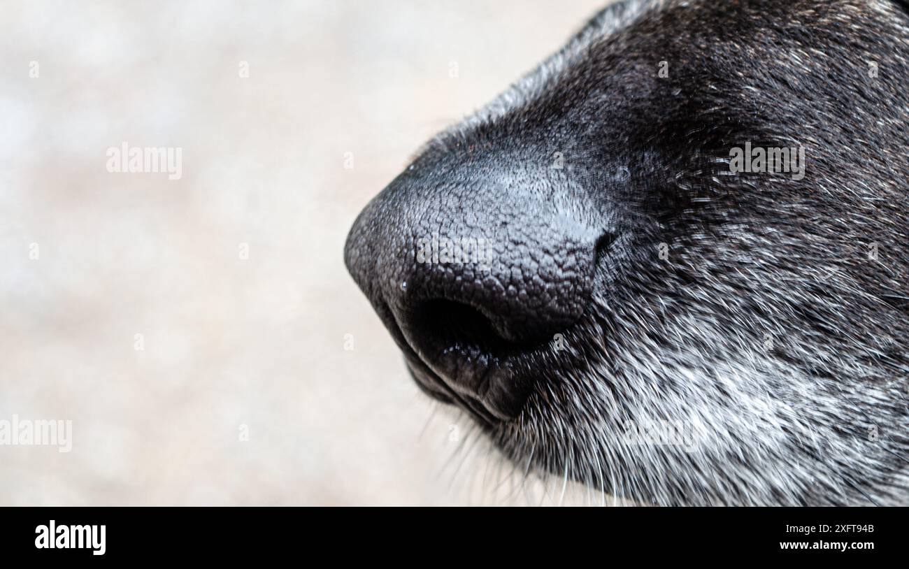 Dog wet nose close up hi-res stock photography and images - Alamy