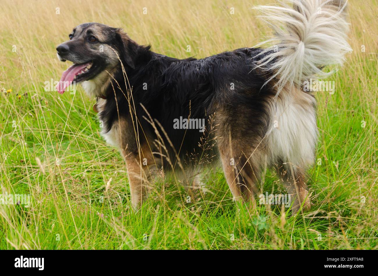 Black and brown German Shepard Collie cross with a fluffy tail standing ...