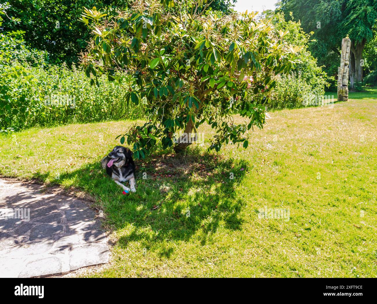 German Shepard Collie cross dog lying in the shade of a small tree on a ...