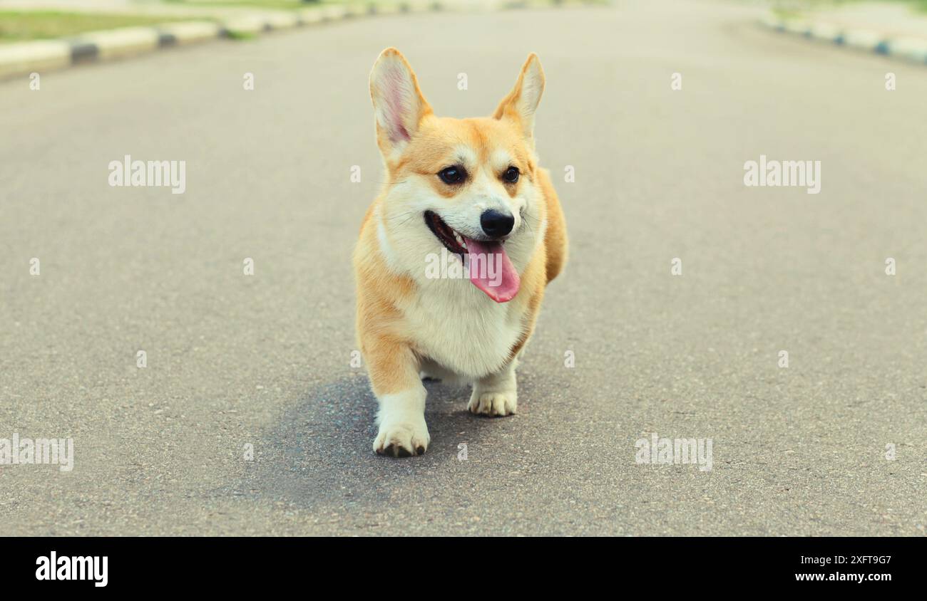 Beautiful happy young Welsh Corgi Pembroke dog walking on city street ...