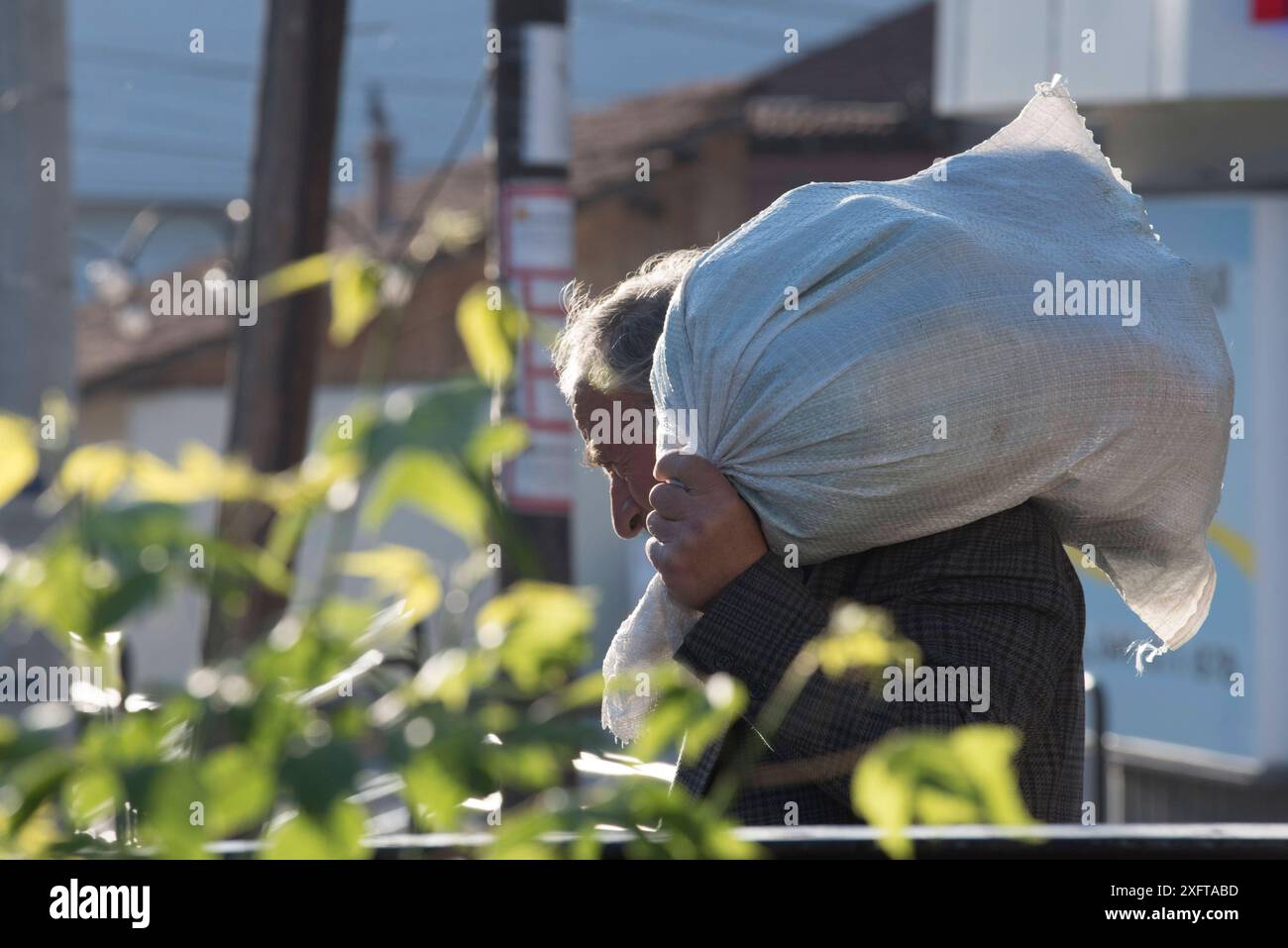 harvesting the fruits of agriculture and gardening harvesting the ...