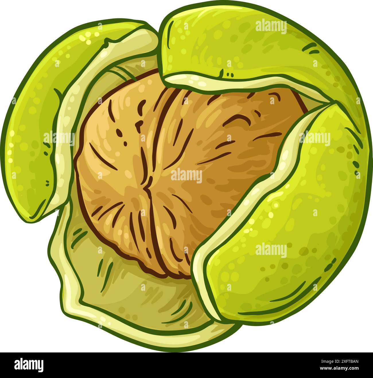 Walnut Colored Isolated Detailed Illustration Stock Vector Image & Art ...