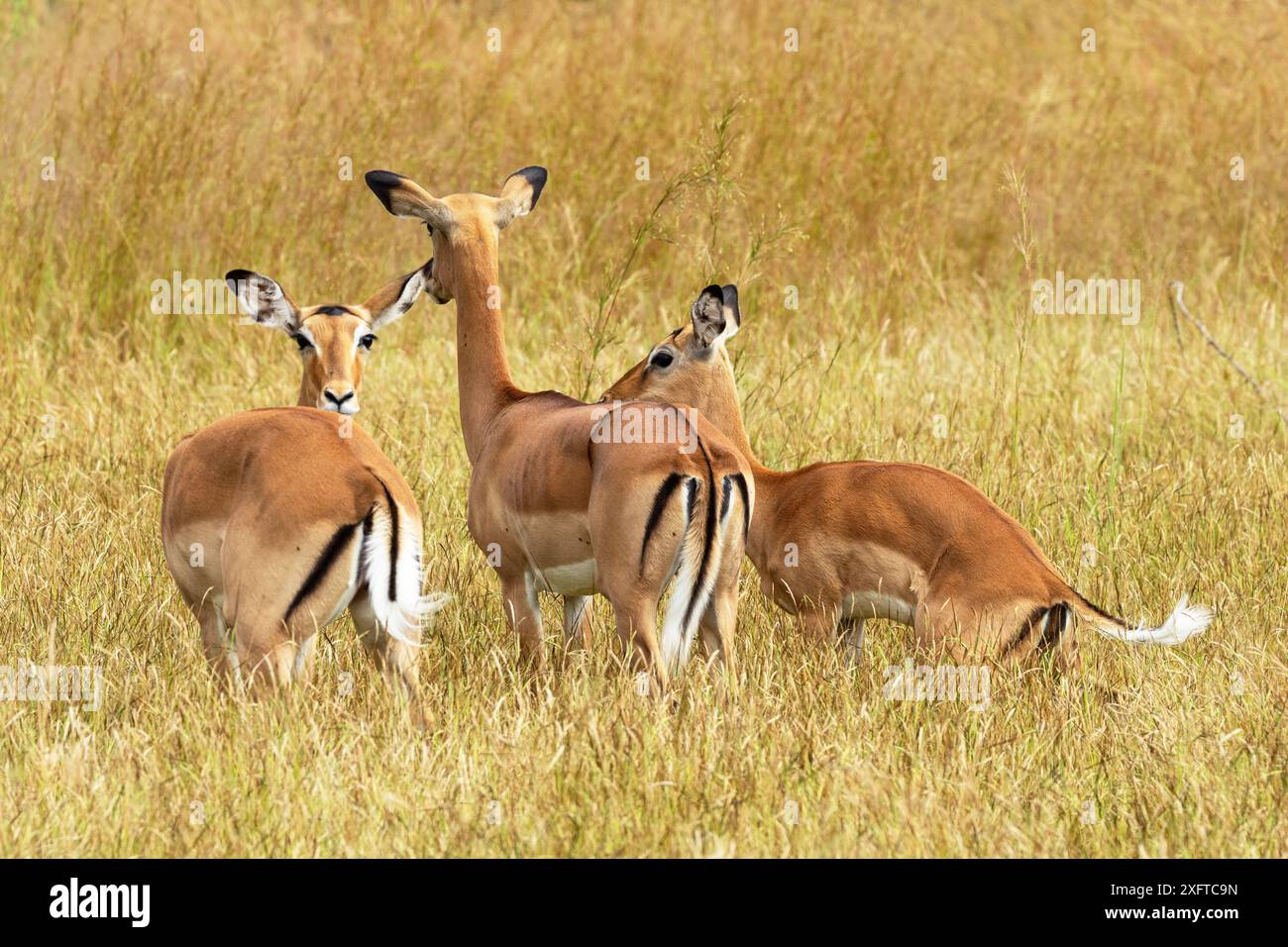 Interdigital gland hi-res stock photography and images - Alamy