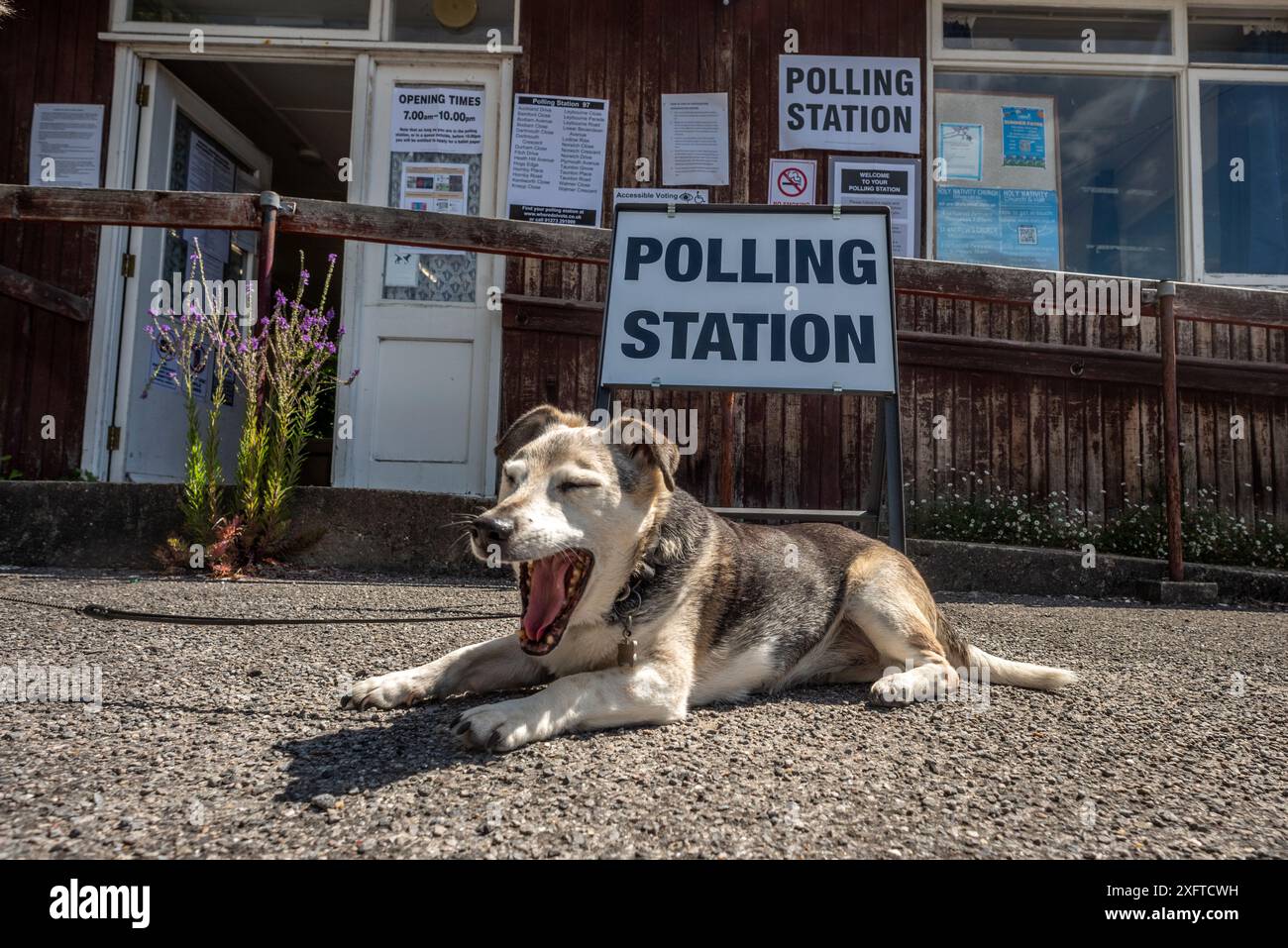 Brighton, July 4th 2024: Dogs on General Election day in Brighton and ...
