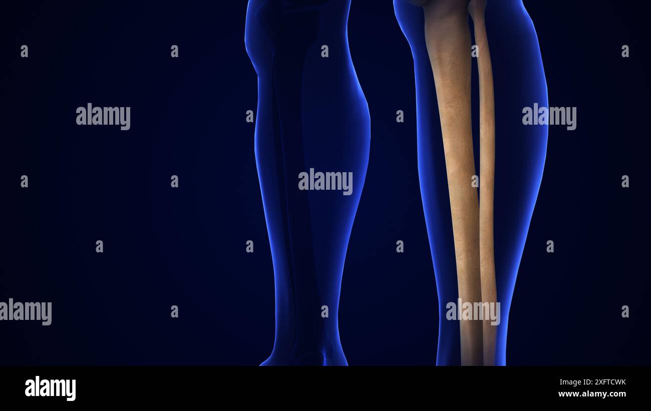 Fibula bone hi-res stock photography and images - Alamy