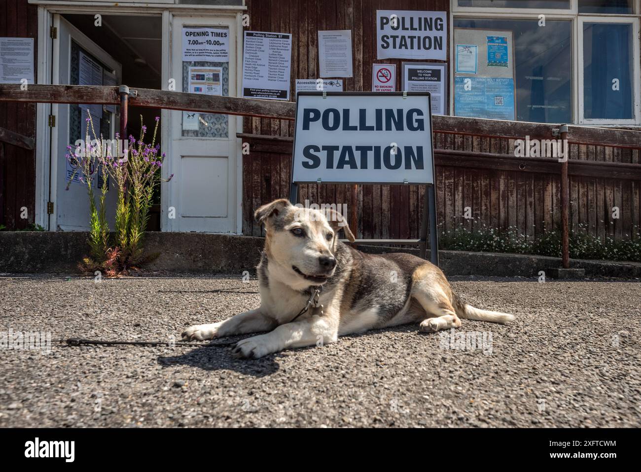 Brighton, July 4th 2024: Dogs on General Election day in Brighton and ...