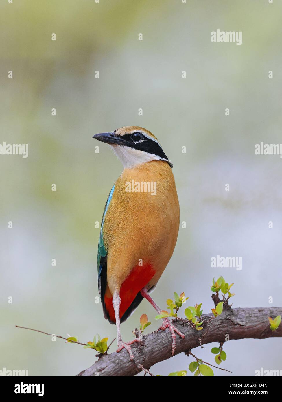 Indian Pitta, Pitta brachyura, Navrang, Rawatbhata, Rajasthan India ...