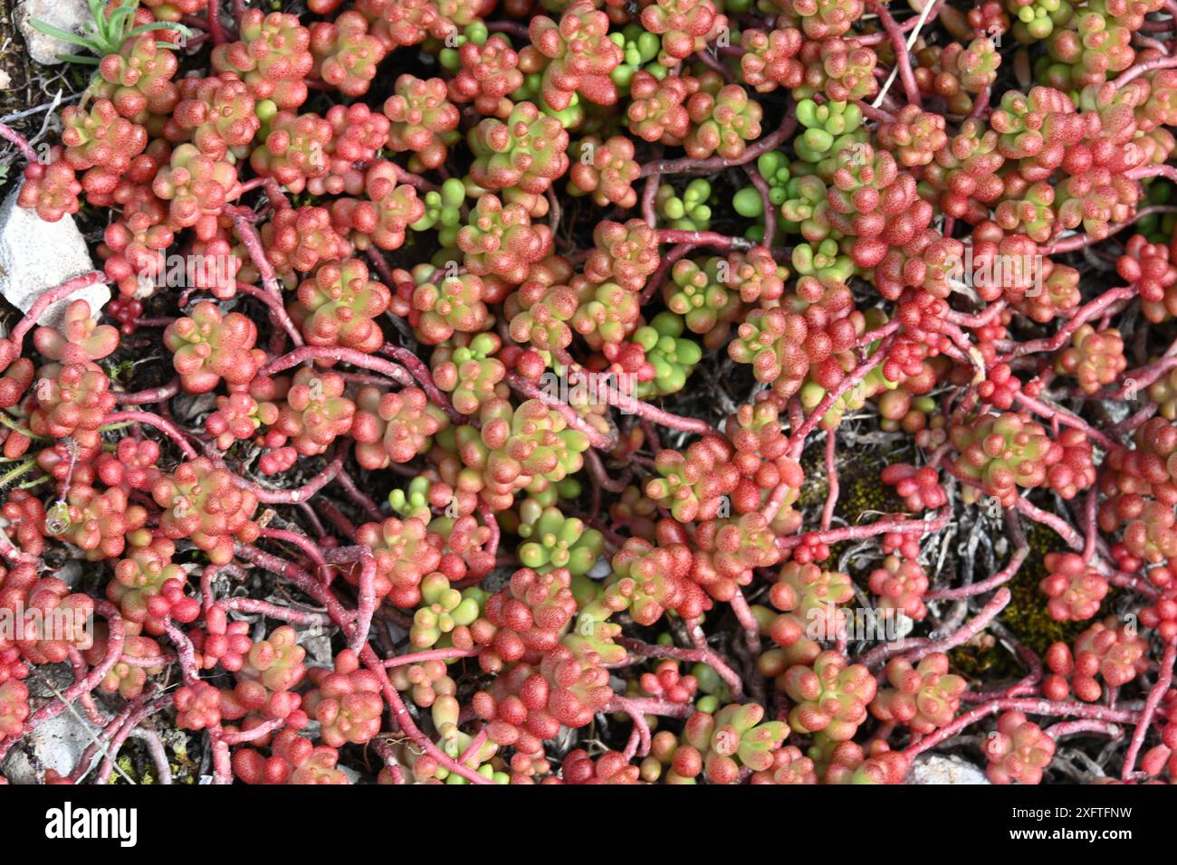 Bulbous Red Succulent Leaves of White Stonecrop, Sedum album, Growing ...