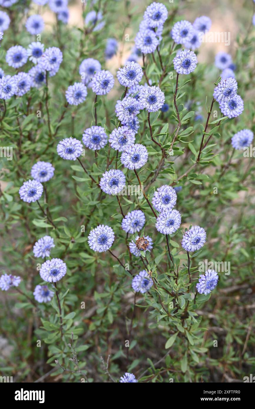 Alypo Globe Daisy or Shrubby Globularia, Globularia alypum, Growing in ...