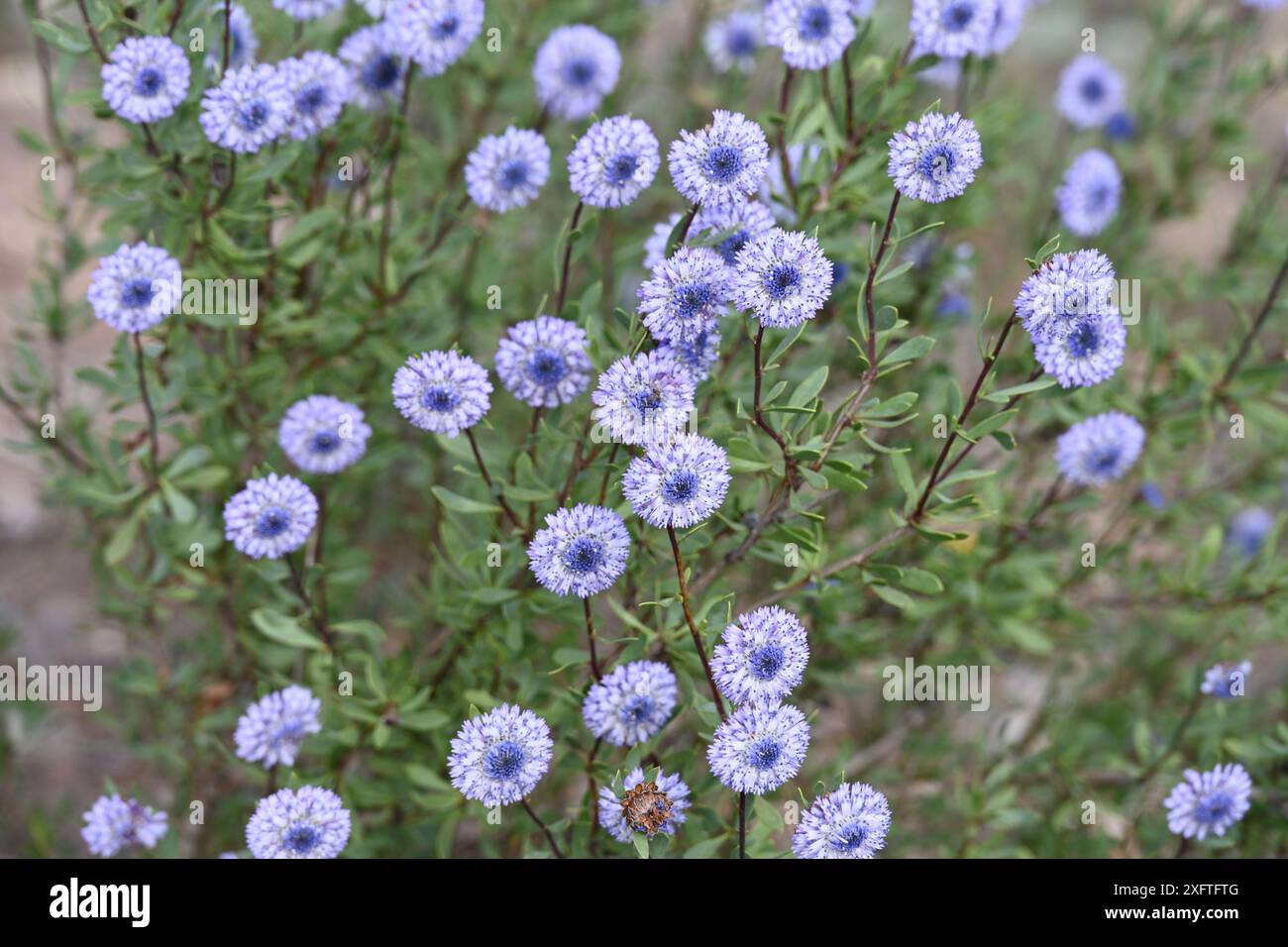 Shrubland hi-res stock photography and images - Alamy