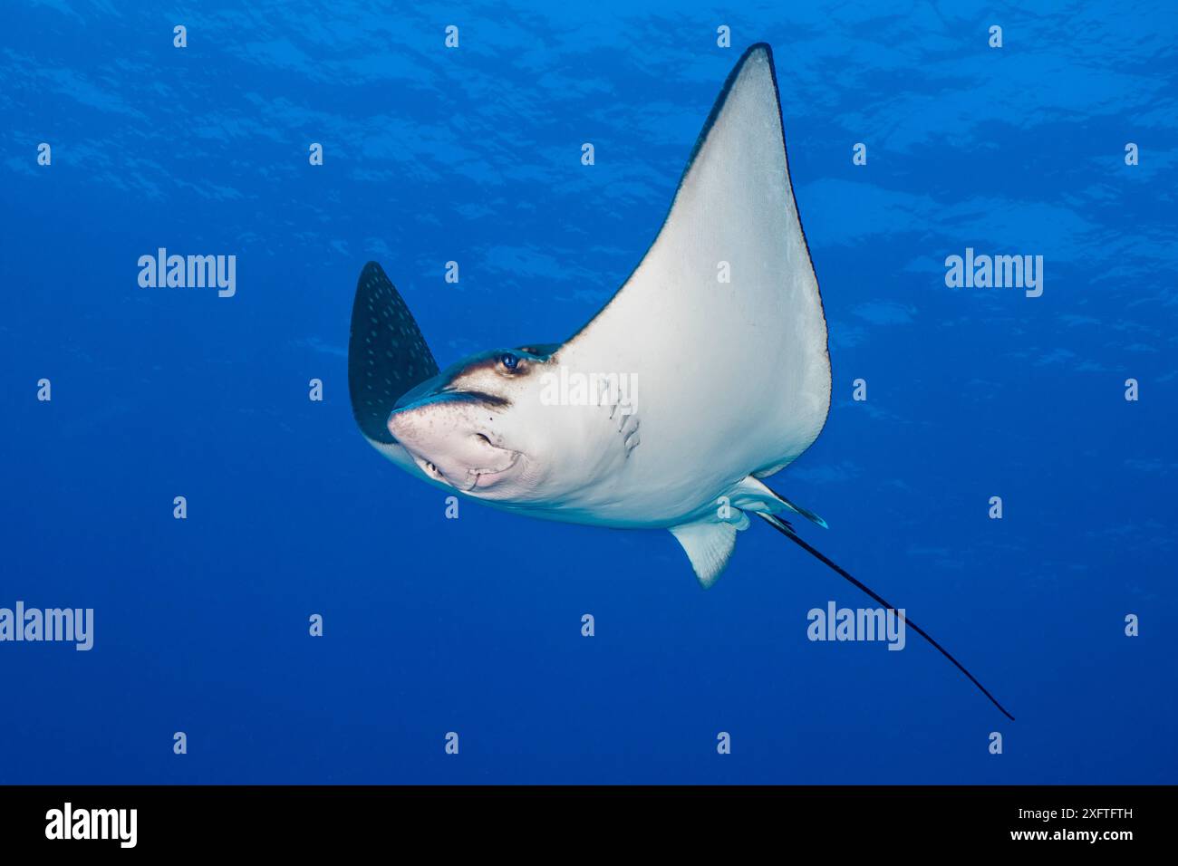 Spotted eagle ray (Aetobatus narinari) swimming in the blue next to a ...